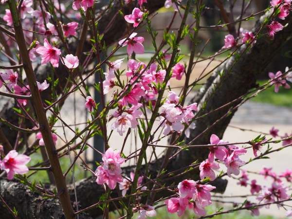 Hello Spring-God’s Panoramic Calendar – Through All Seasons